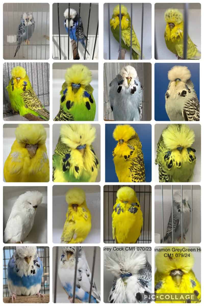 BUDGIE AUCTIONS | ANBC